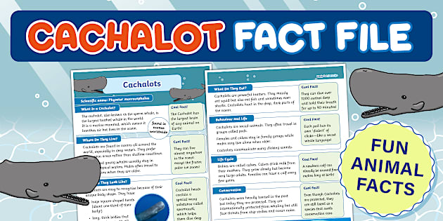 Cachalot Fact File