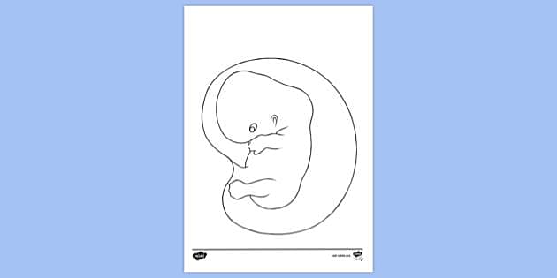 9 Week Embryo Colouring Sheet | Colouring Sheets - Twinkl