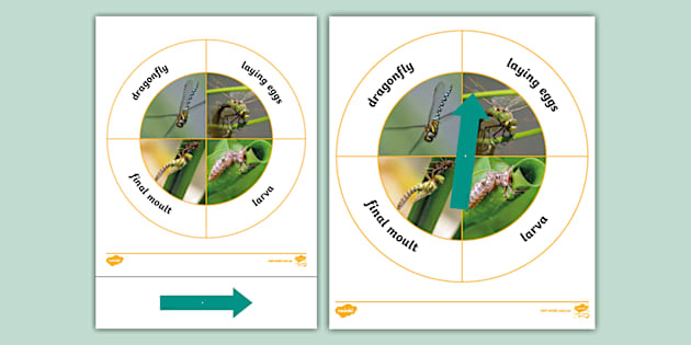 Dragonfly Life Stages Spinner (teacher made) - Twinkl