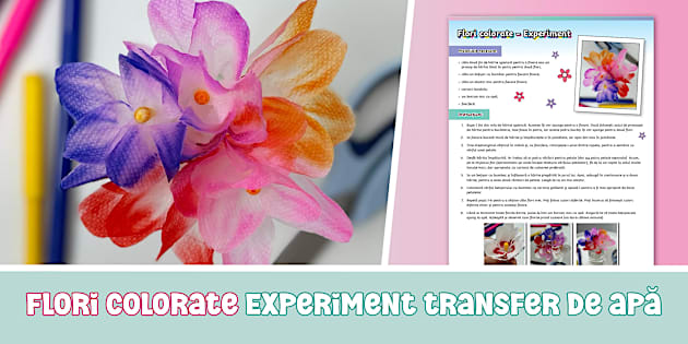 Flori colorate – Experiment transfer de apă