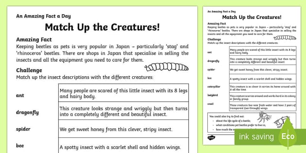 Minibeast Matching Worksheet (teacher made) - Twinkl