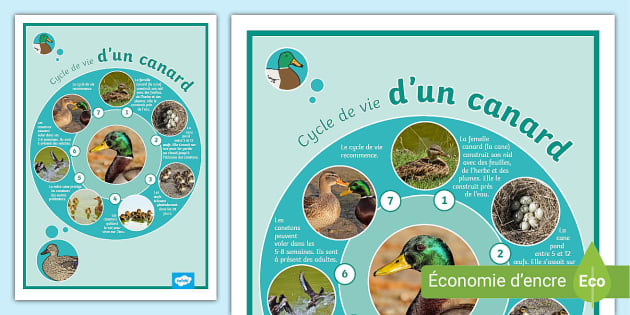 Affiche sur le cycle de vie d'un canard (professor feito) Affiche sur le cycle de vie d'un canard (professor feito)