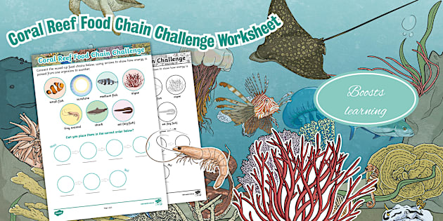 Coral Reef Food Chain Challenge Worksheet