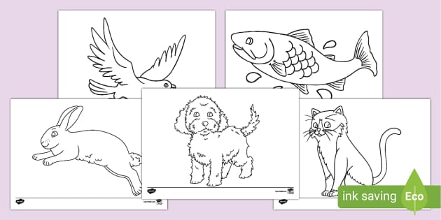 Lembaran Mewarna Haiwan Peliharaan (teacher made) - Twinkl