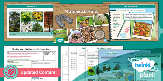 Science: Biodiversity - Minibeasts: Minibeast Hunt Year 2 Lesson 1