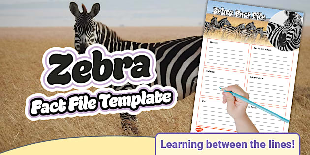 Zebra Fact File Template