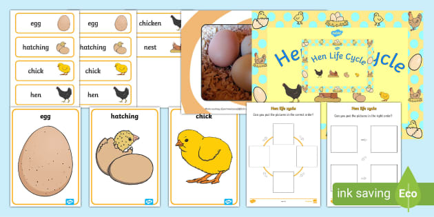 Hen Life Cycle Resource Pack (teacher made) - Twinkl