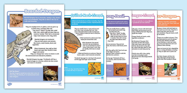 Australian Lizards Fact Files (teacher made) - Twinkl