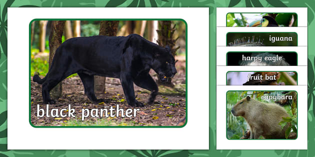 Animals of the Amazon Rainforest Display Posters | Twinkl
