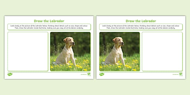 Draw the Labrador Worksheet (teacher made) - Twinkl