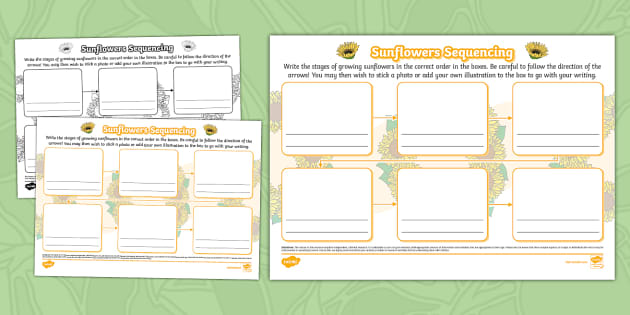 Sunflowers Sequencing Mind Map (teacher made) - Twinkl