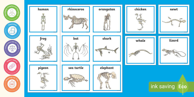 Vertebrate Animal Skeleton Sorting Cards (teacher made)