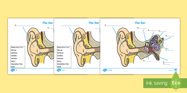 parts-of-the-ear-worksheet-answers