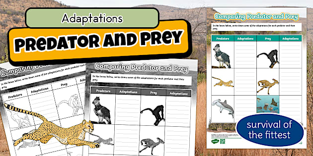 Predators and Prey Adaptations Worksheet