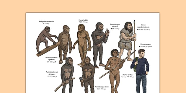 Human Evolution Physical Appearance Diagram (teacher made)