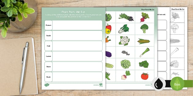 Plant Parts We Eat Sorting Activity (teacher made) - Twinkl