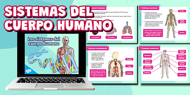 Presentación en PowerPoint: Sistemas del Cuerpo Humano