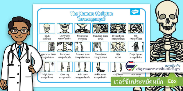 โปสเตอร์โครงกระดูกมนุษย์ (Thai/English)