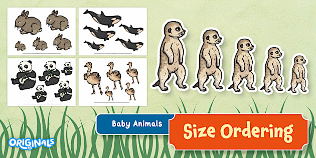 Baby Animals Size Ordering