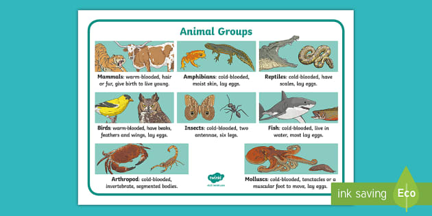Animal Groups Prompt Mat (teacher made)