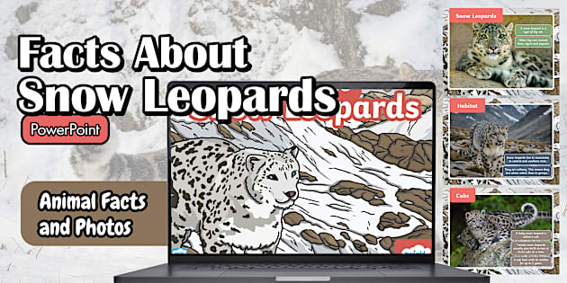 Facts About Snow Leopards PowerPoint - KS1