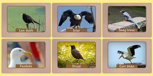 Irish Birds Display Photos Gaeilge (teacher made) - Twinkl