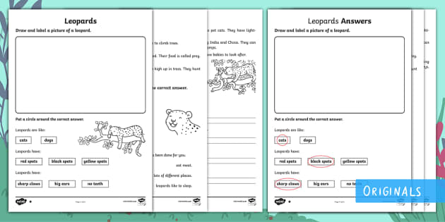 Leopards Differentiated Worksheet / Worksheets