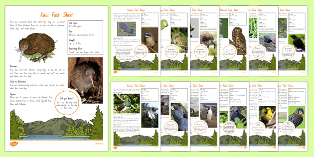 NZ / Māori Native Birds Fact Files - New Zealand Animals