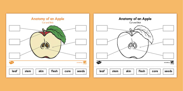Anatomy of an Apple Cut and Paste Activity