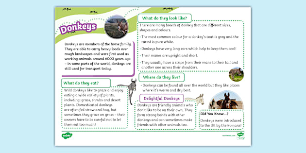 Donkey Fact File (l'enseignant a fait) - Twinkl