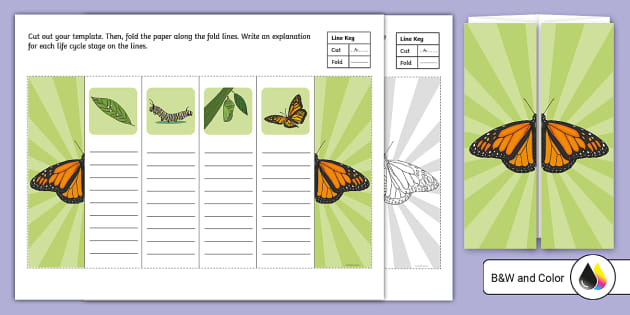 Monarch Butterfly Life Stages Foldable Activity for 3rd-5th