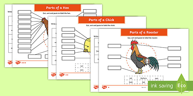 Parts of a Chicken Differentiated Worksheets (teacher made)