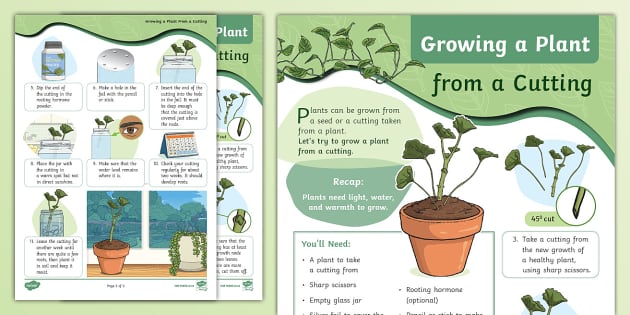 Growing a Plant from a Cutting - Activity Sheet - Twinkl