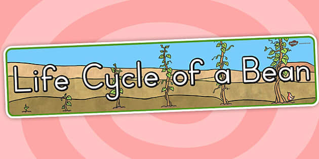 FREE! - Life Cycle of a Bean Display Banner (teacher made)