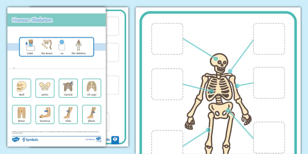 Twinkl Symbols: Science: Labelling the Human Skeleton