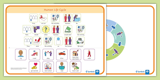 Twinkl Symbols: Science: Human Life Cycle Activity Sheet (Lesson 3)