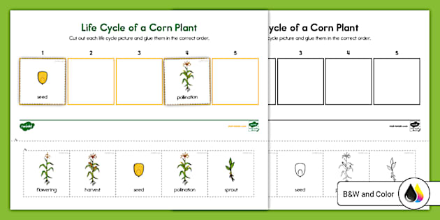 Kindergarten Life Cycle of a Corn Plant Cut and Paste Worksheet