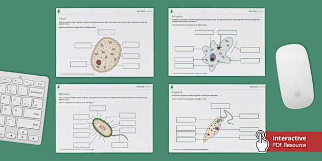 Unicellular Organisms Labelling Worksheets - Interactive