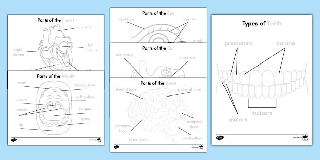 Human Body Color and Trace Pack for K-2nd Grade - Twinkl