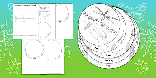 Dragonfly Life Stages Circles Booklet (teacher made)
