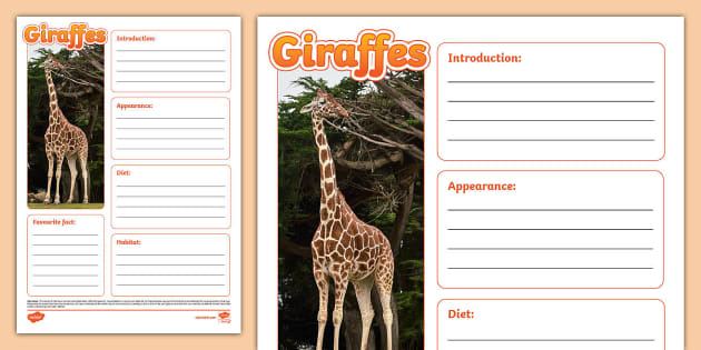 * NEW * Giraffes Non-Chronological Report Template - Twinkl