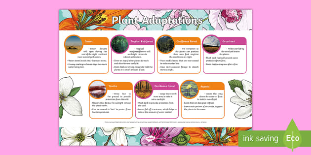 Plant Adaptations Display Poster teacher Made Plant Adaptations Display Poster teacher Made