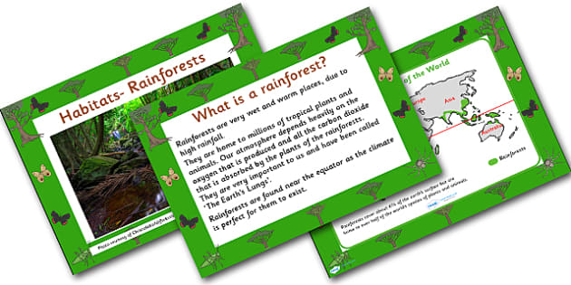 Rainforest Habitat PowerPoint - powerpoint, power point