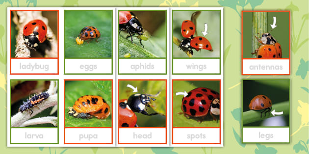 Early Childhood Ladybug Life Cycle Tracing Photo Word Cards