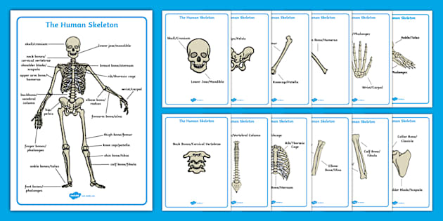 Human Skeleton Pictures With Names Display Posters - Twinkl