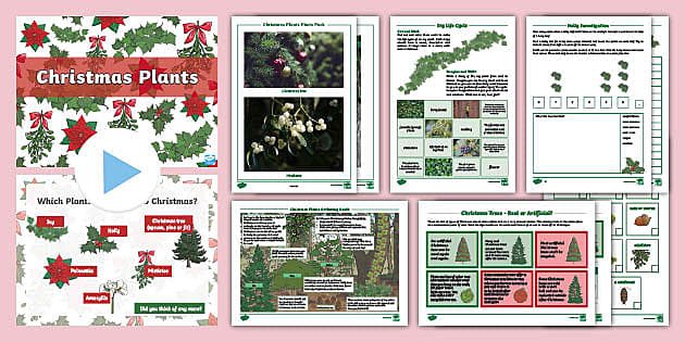 Christmas Plants Explorer Pack (Hecho por educadores)