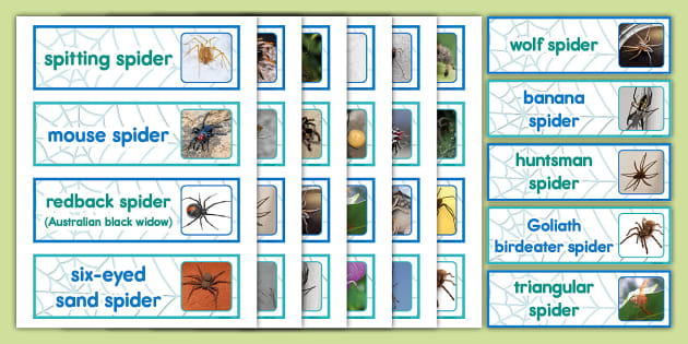 Types of Spiders Photo Word Cards (teacher made) - Twinkl