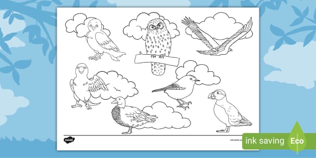 Bird Doodle Colouring Page (l'enseignant a fait) - Twinkl