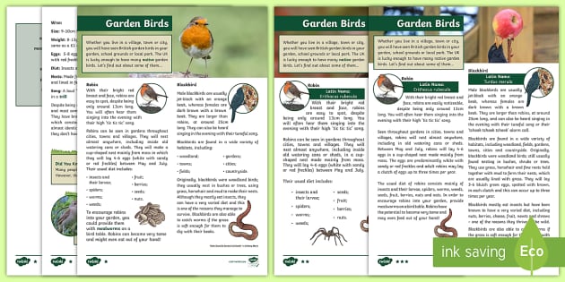 KS2 All about Garden Birds Differentiated Reading Comprehension Activity