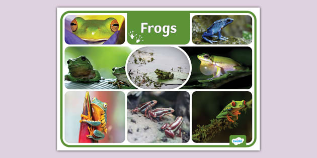 * NEW * Frogs Photo Display Poster (professor feito)